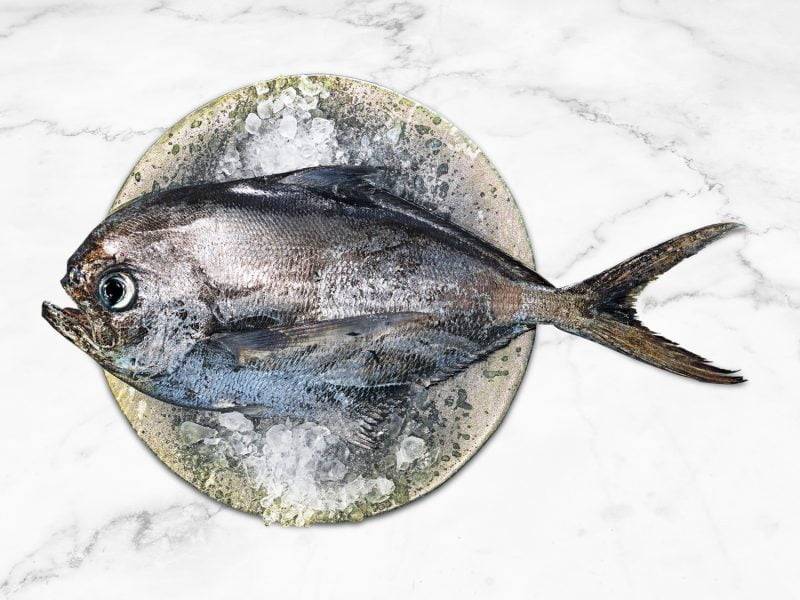 ANGELFISH(Brama brama) - I&J