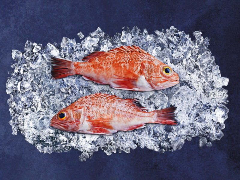 JACOPEVER (Helicolenus dactylopterus) - I&J