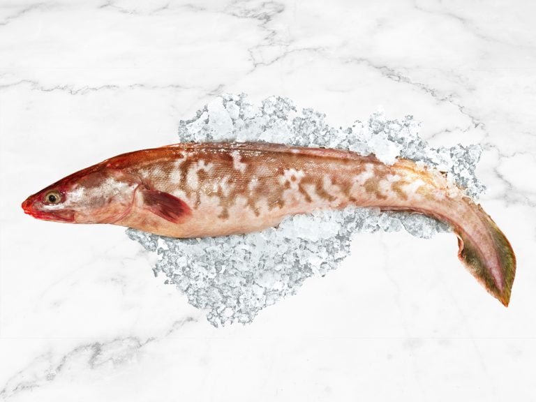 KINGKLIP (Genypterus capensis) - I&J