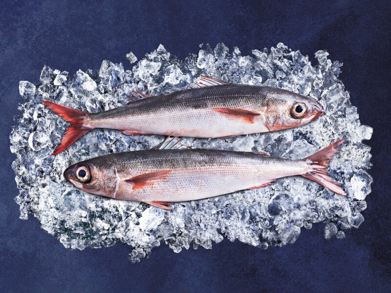 RED MULLET (Liza richardsonii) - I&J