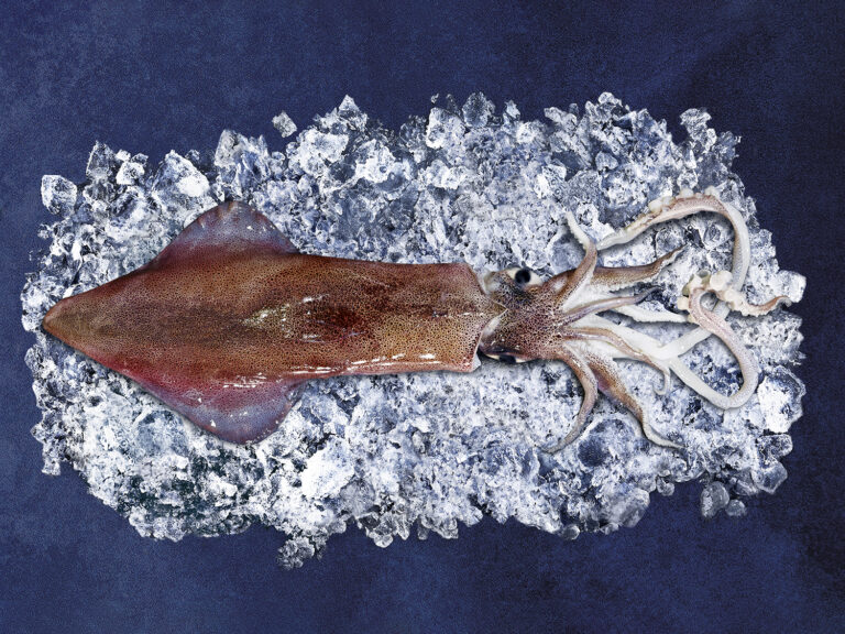 SQUID (Loligo reynaudi) - I&J