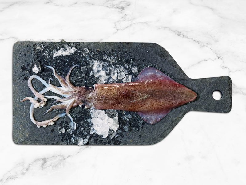 SQUID (Loligo reynaudi) - I&J